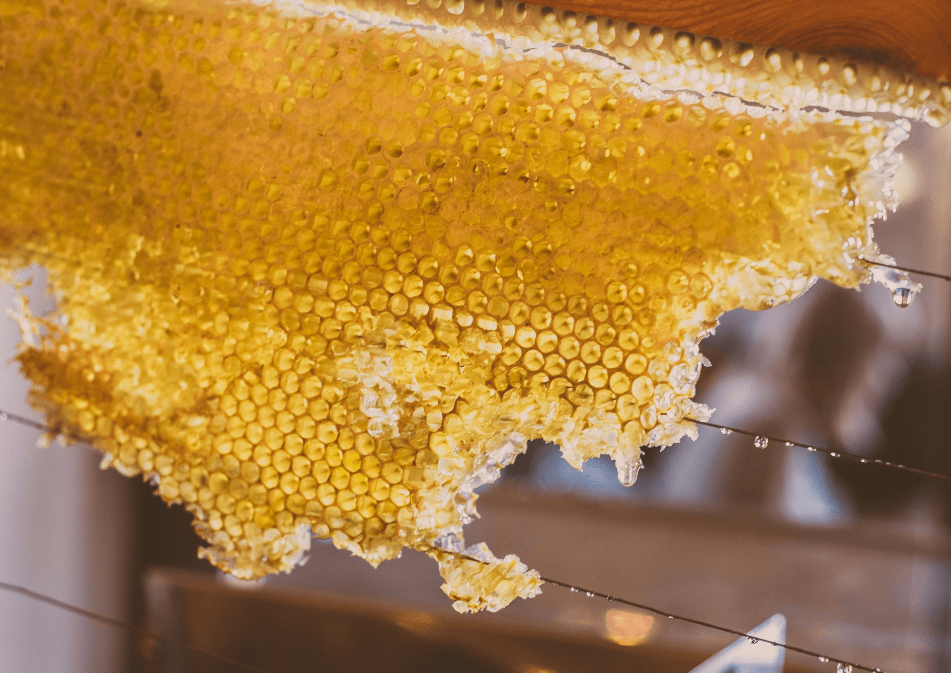 Tripofobia: Saiba o que é o "Medo de Buracos”, sintomas e os tipos de ...